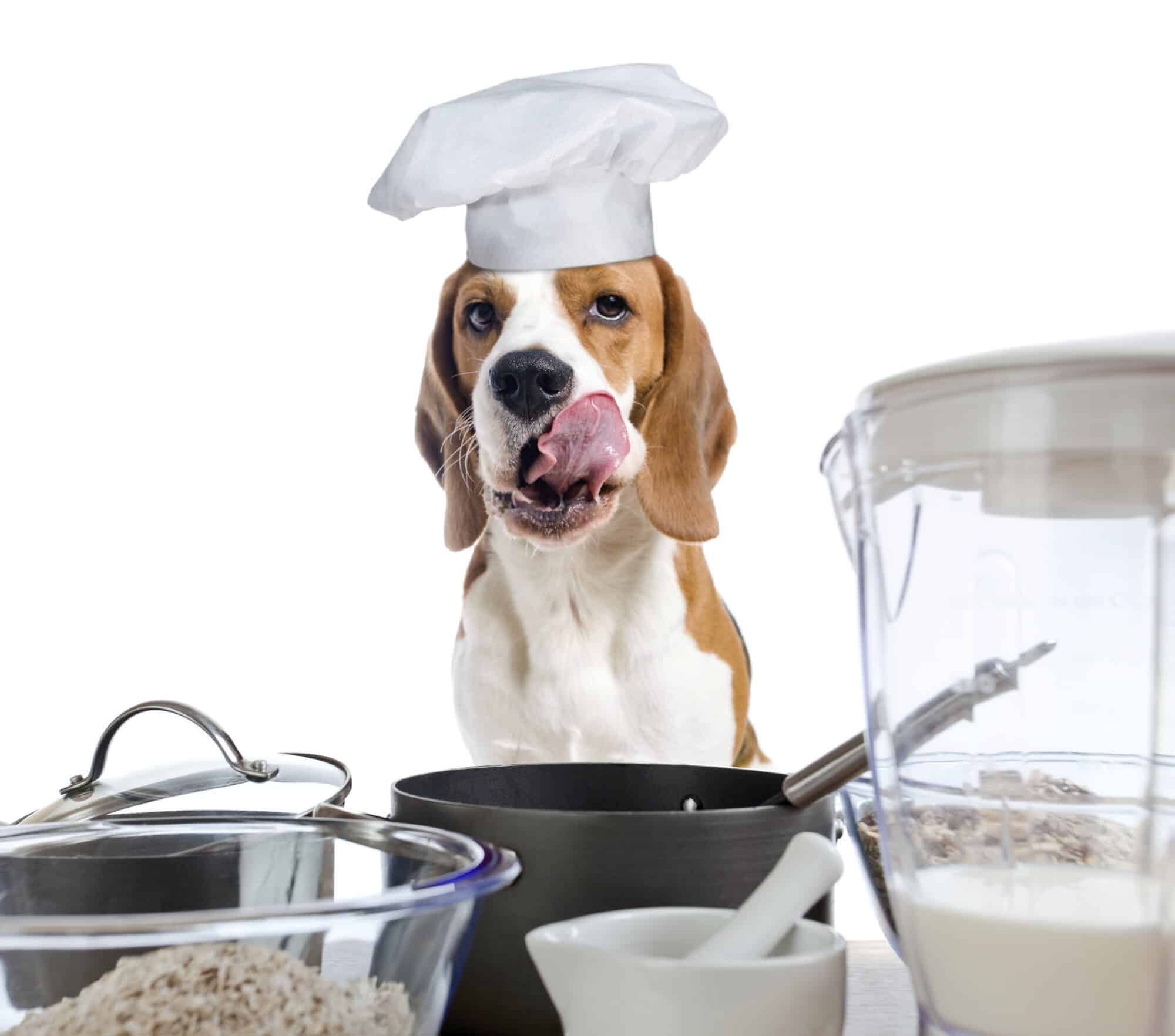 The 411 on Making Your Own Pet Food | Beverly Hills Veterinary Associates