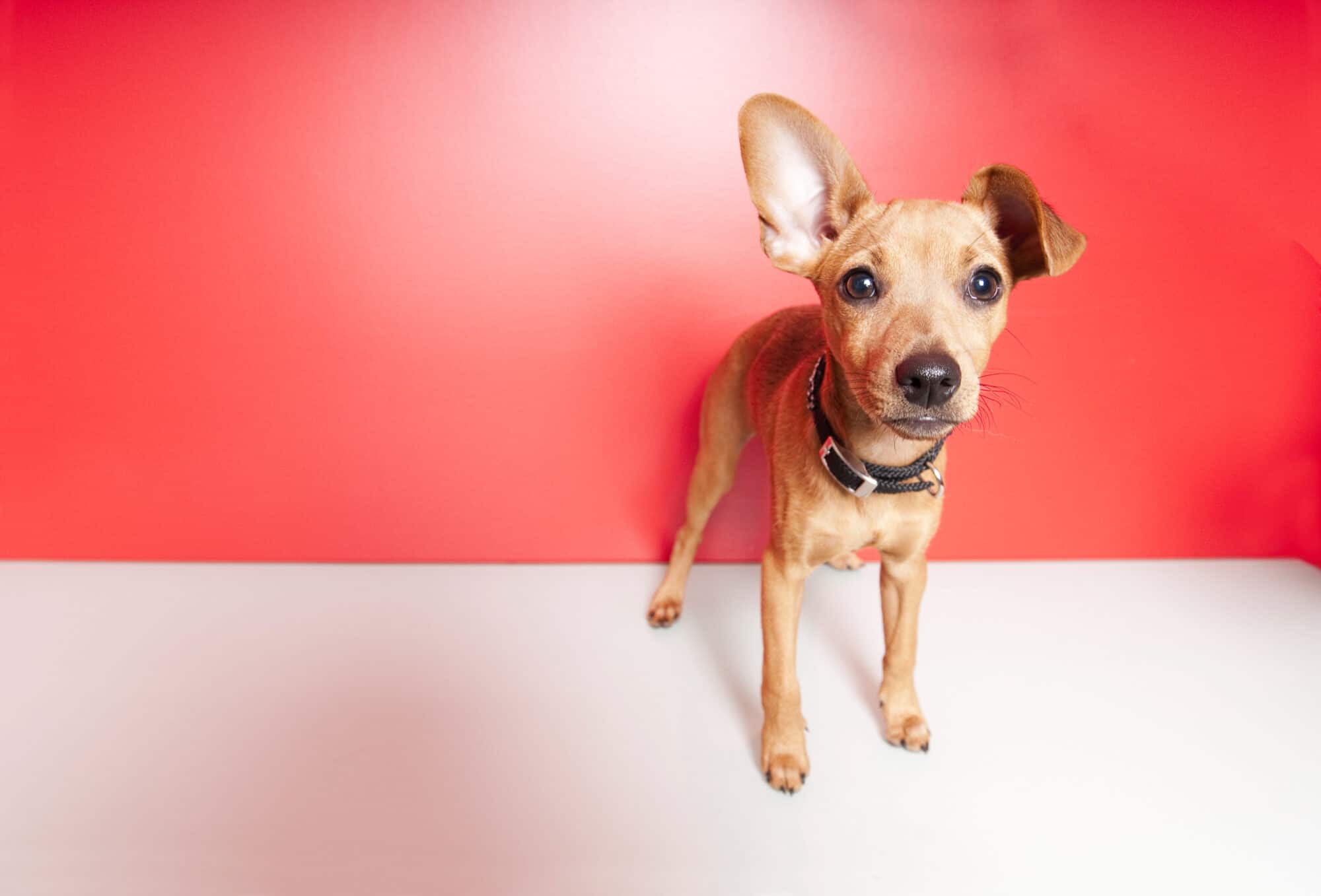 Curious Puppy | Beverly Hills Veterinary Associates