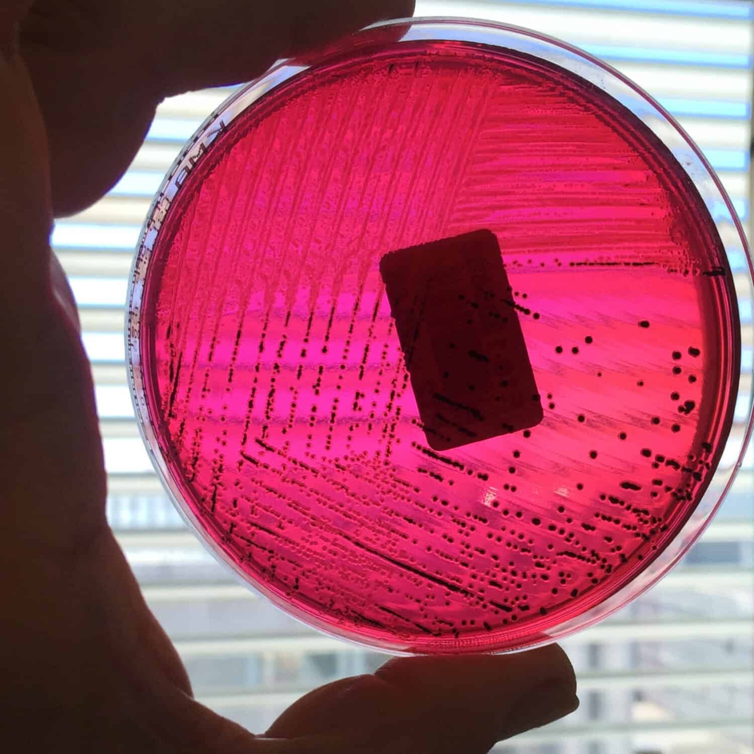 A Pet Owner’s Guide to Zoonotic Diseases