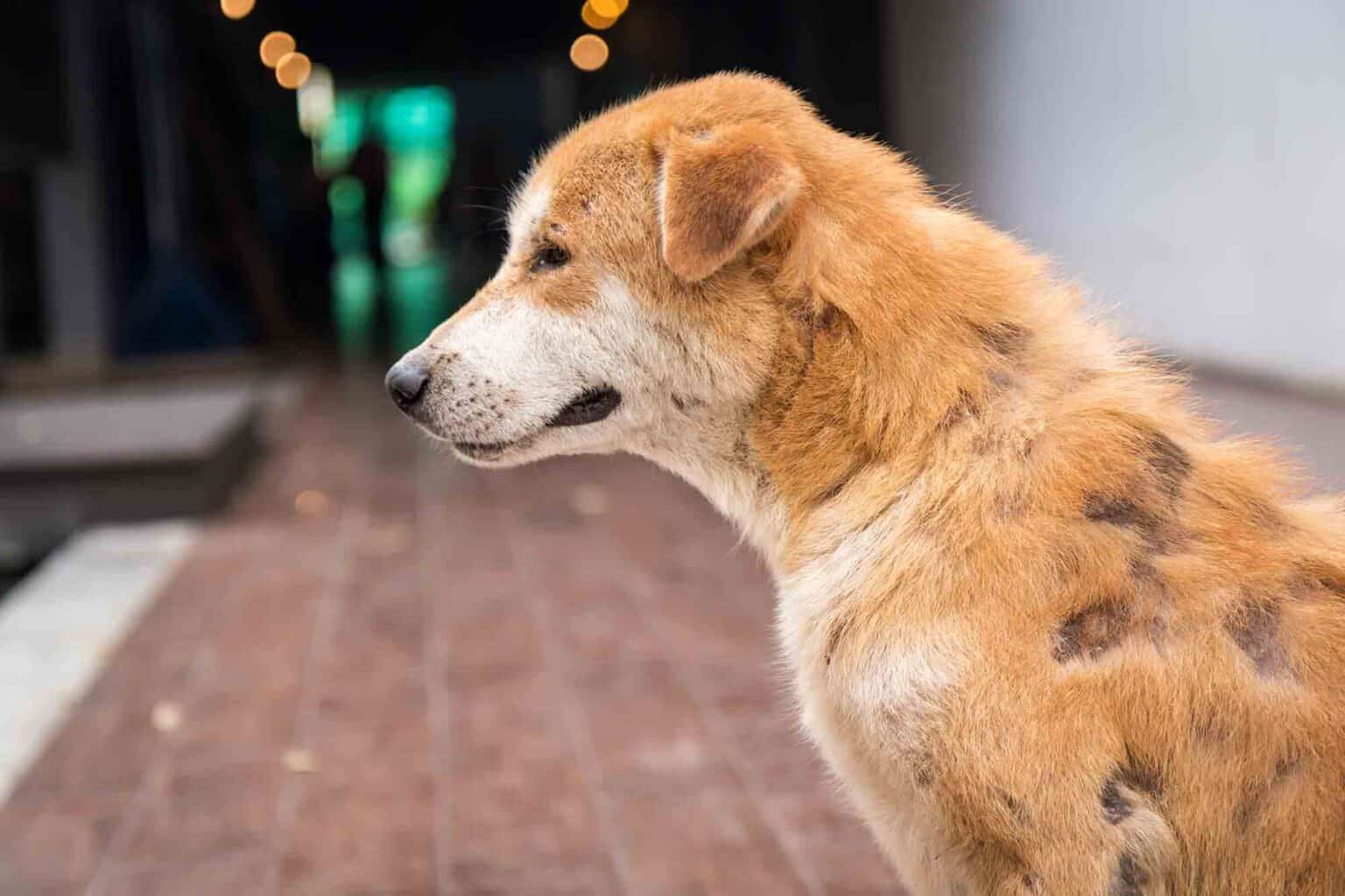 What Is Mange?