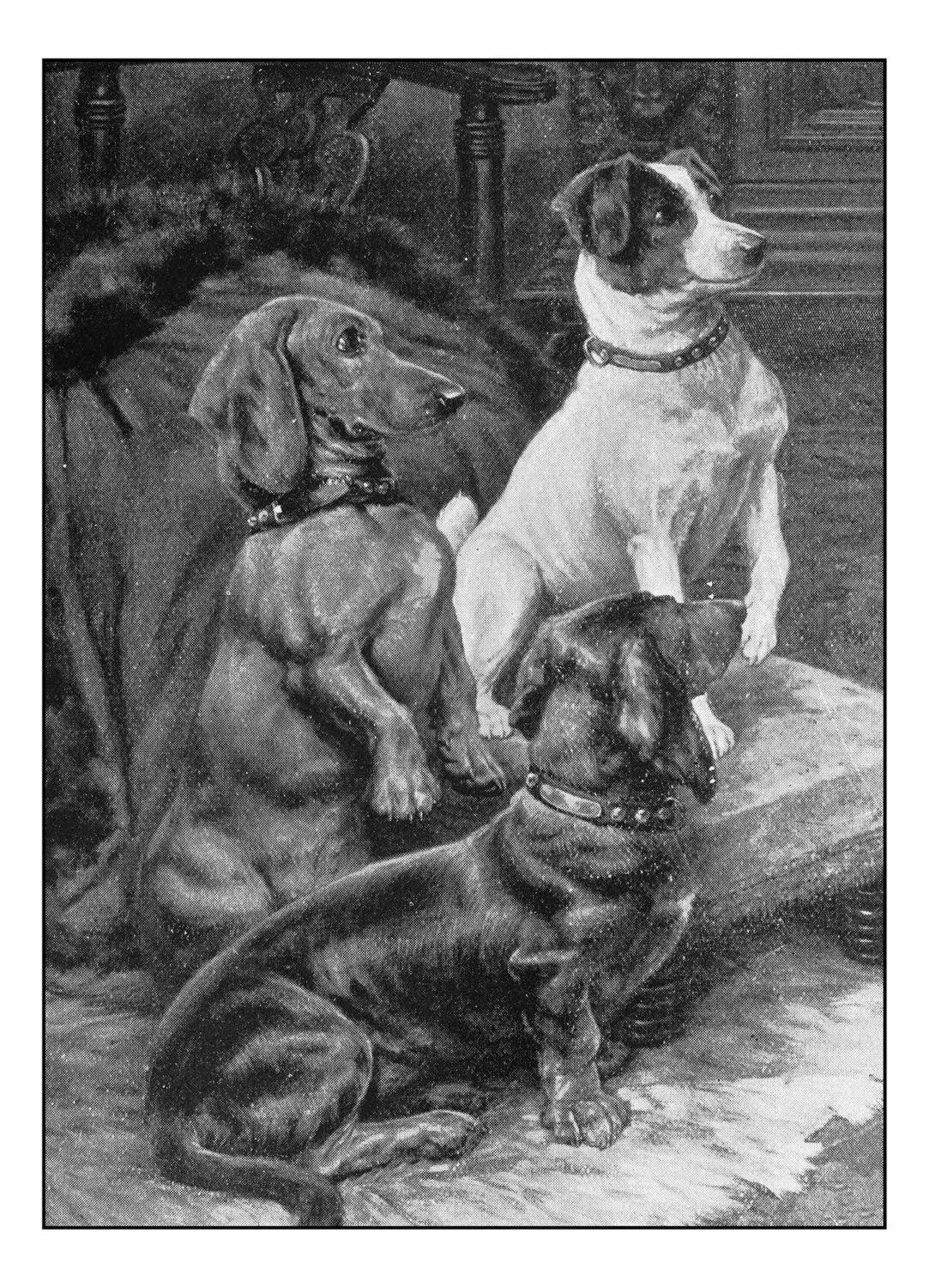 Man’s Best Friend: How the Role of Pets Has Evolved