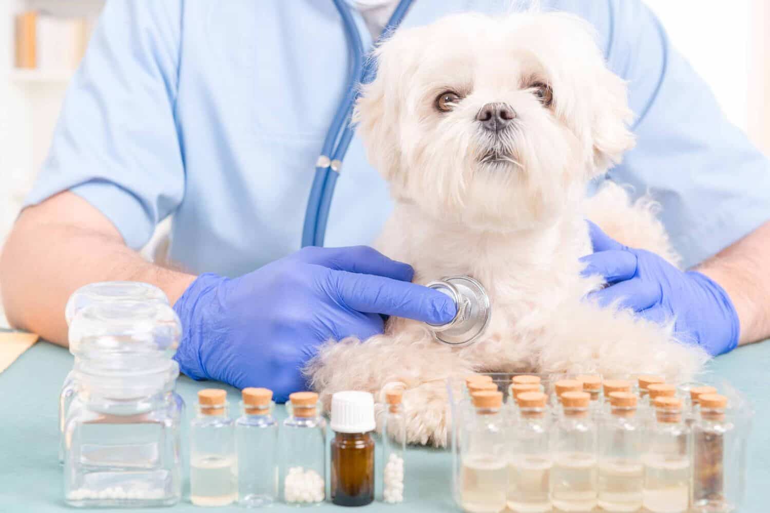 Not Always the Best Medicine: The Dirt on Homeopathic Pet Remedies