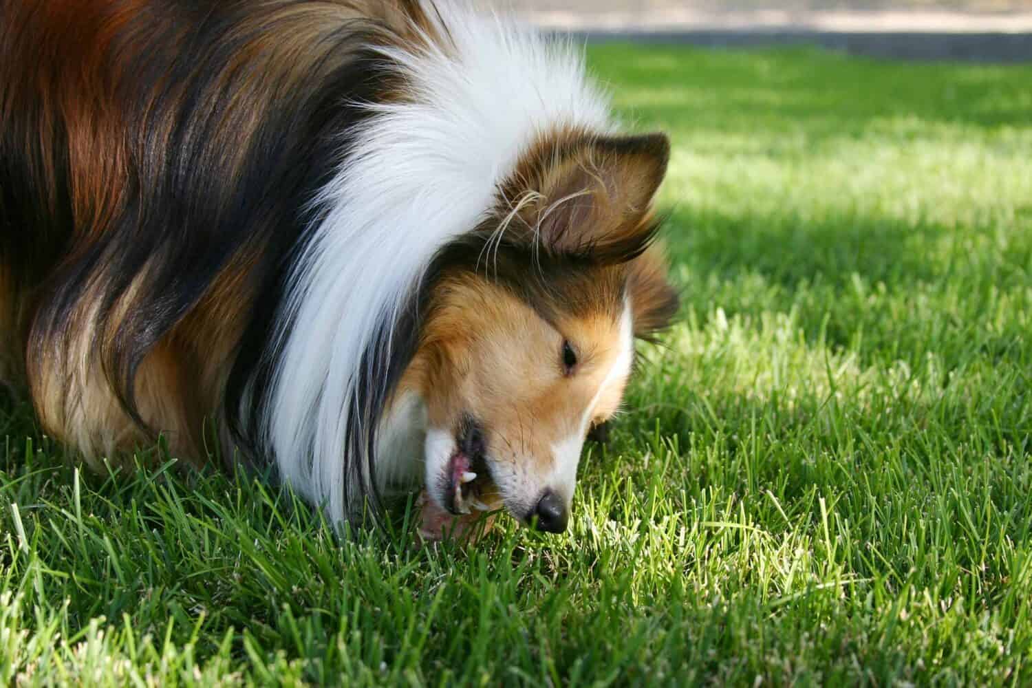Breed All About It: Common Dog Breed Problems to Know About