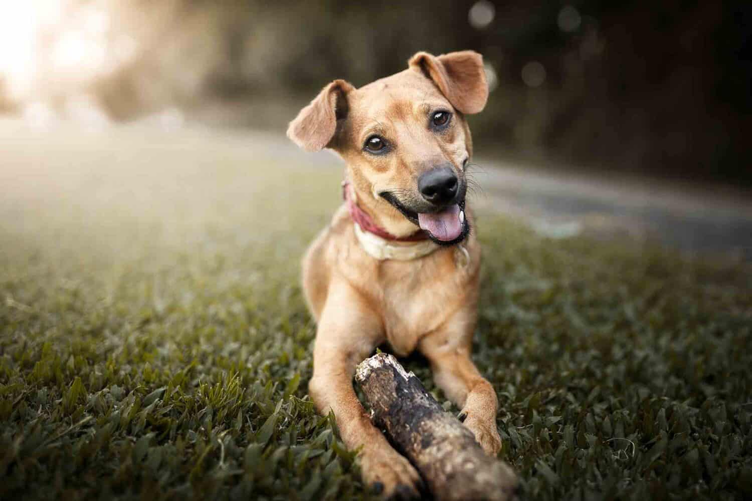 How to Make Your Dog’s Life Better | Beverly Hills Veterinary Association