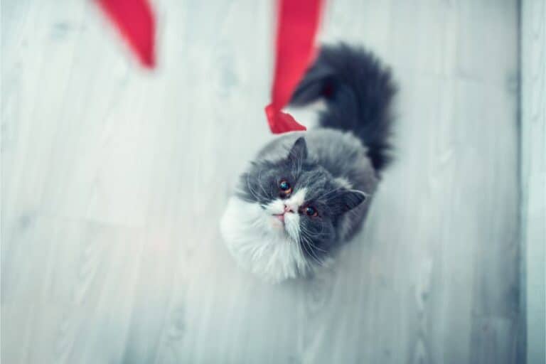 A Home For the Holidays: What To Know About Holiday Pet Adoption ...