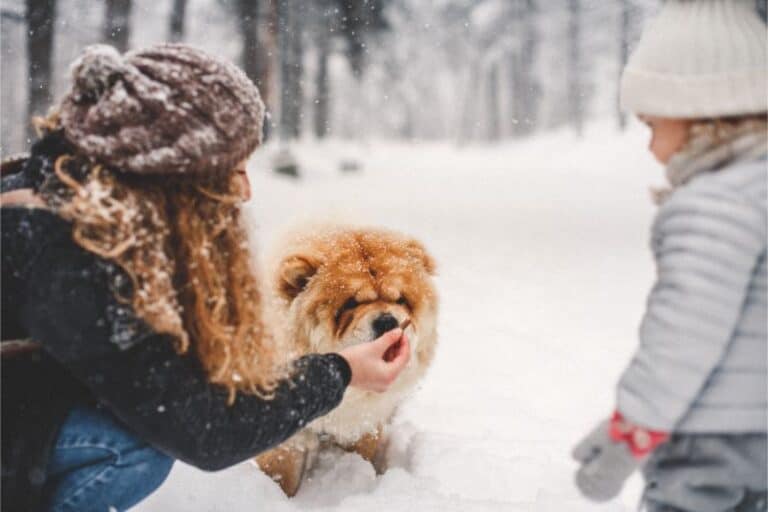 Fun Ways to Get Through Winter With Your Pet | Beverly Hills Veterinary ...