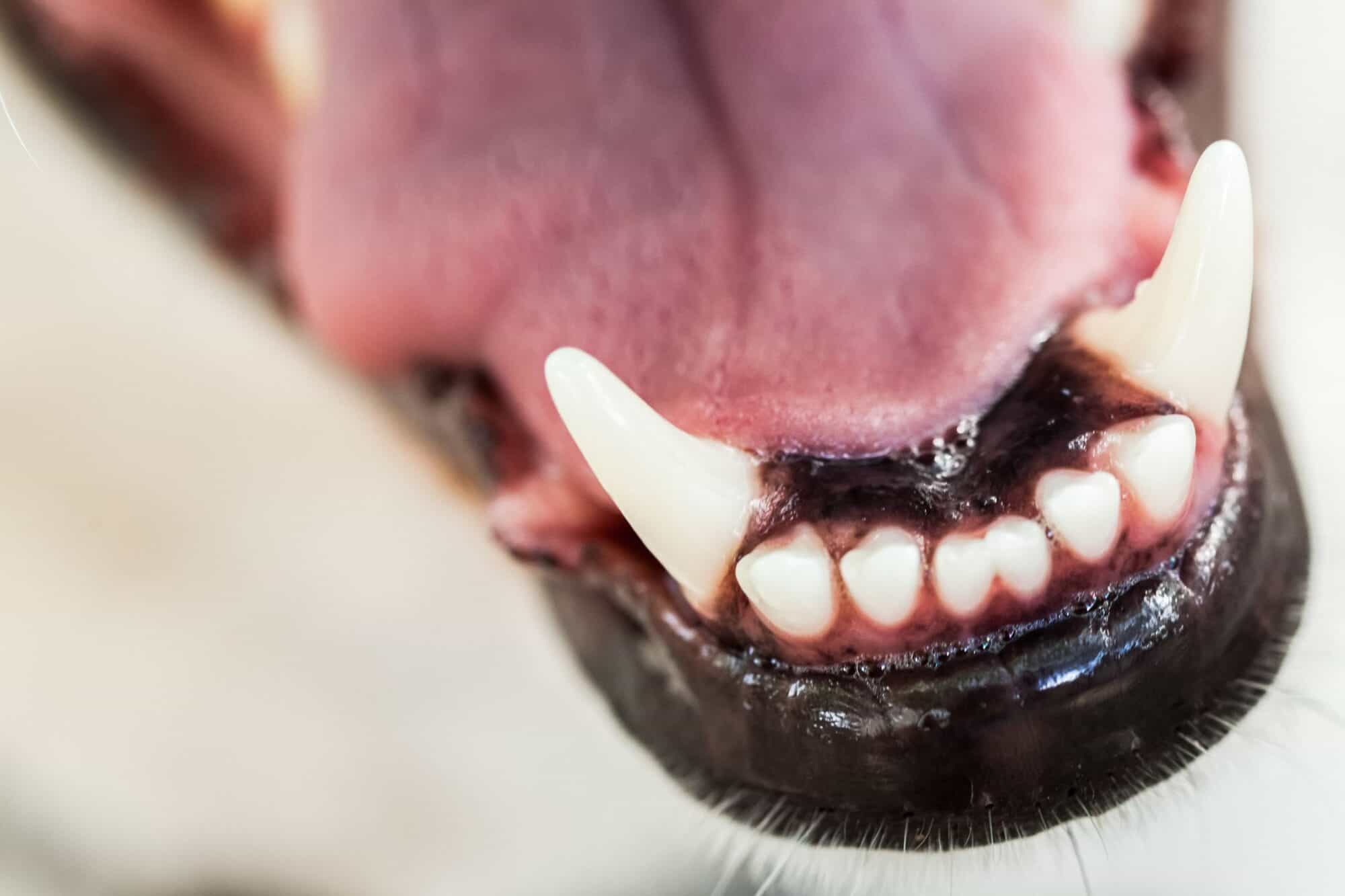 A Toothsome Topic: Do Dogs Get Cavities?﻿ | Beverly Hills Veterinary ...