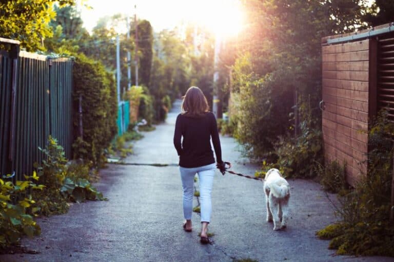 Limping Along: Decoding your Limping Dog | Beverly Hills Veterinary ...