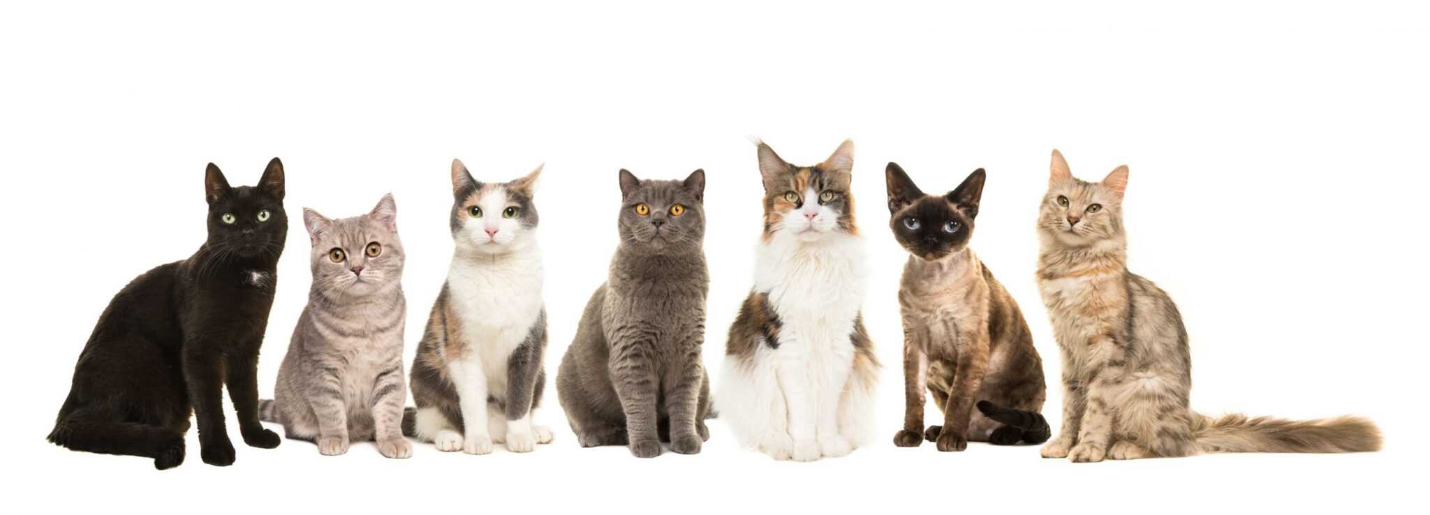 What Are The Smartest Cat Breeds? | Beverly Hills Veterinary Associates