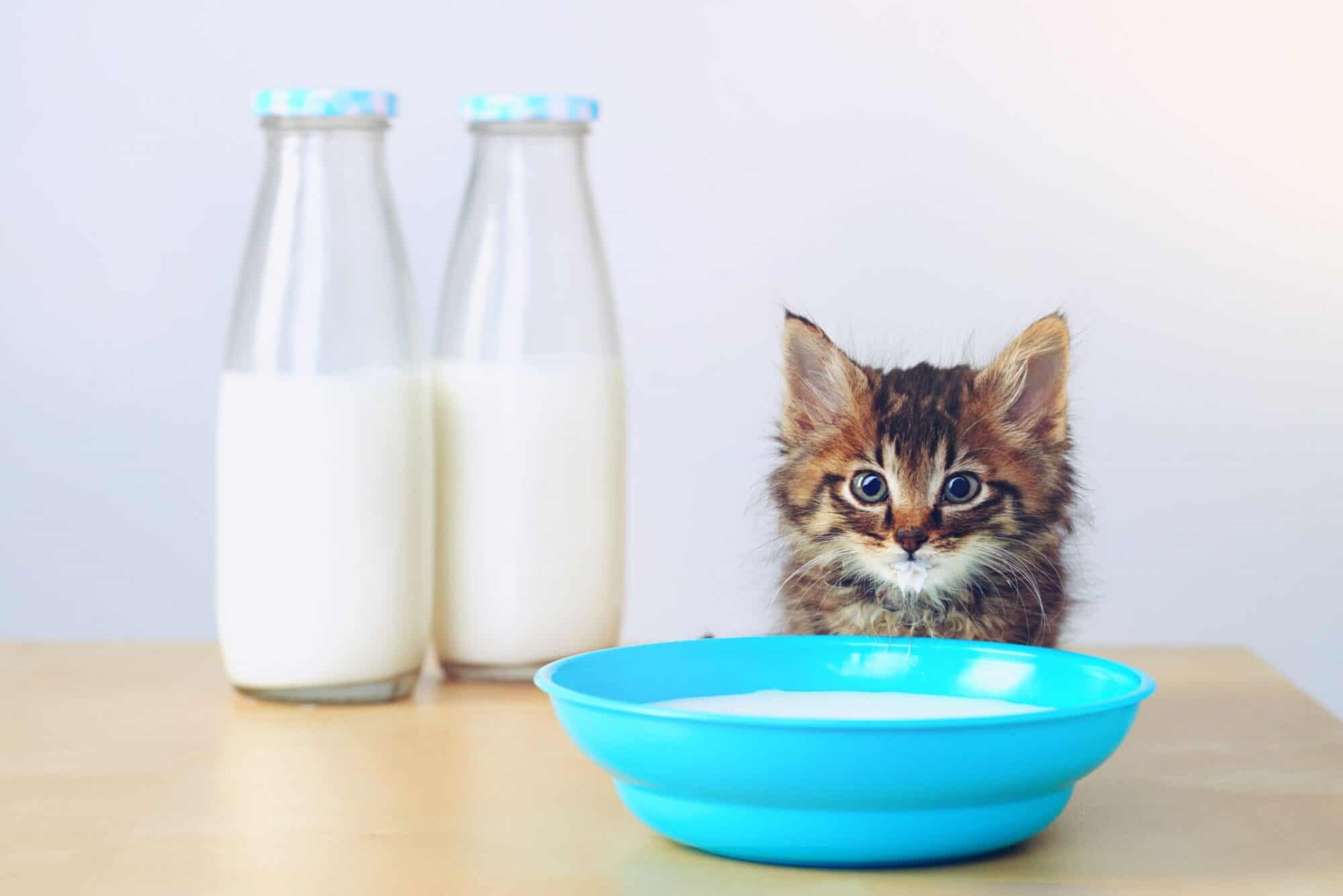 The Truth About Cats and Milk | Beverly Hills Veterinary Associates