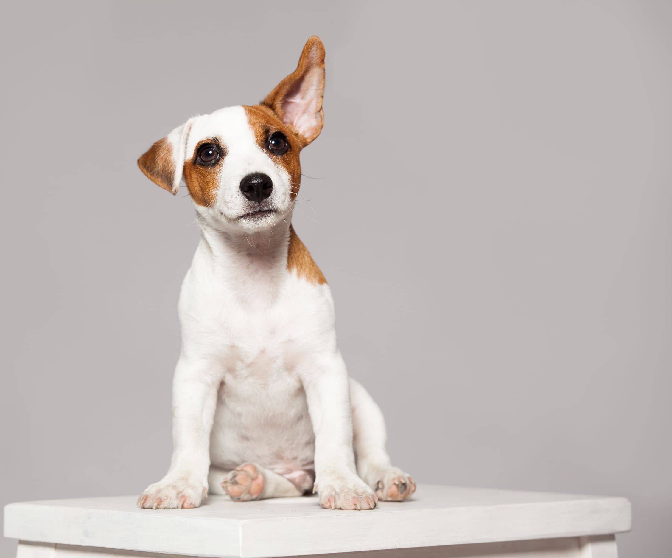 iStock-490022138 | Beverly Hills Veterinary Associates