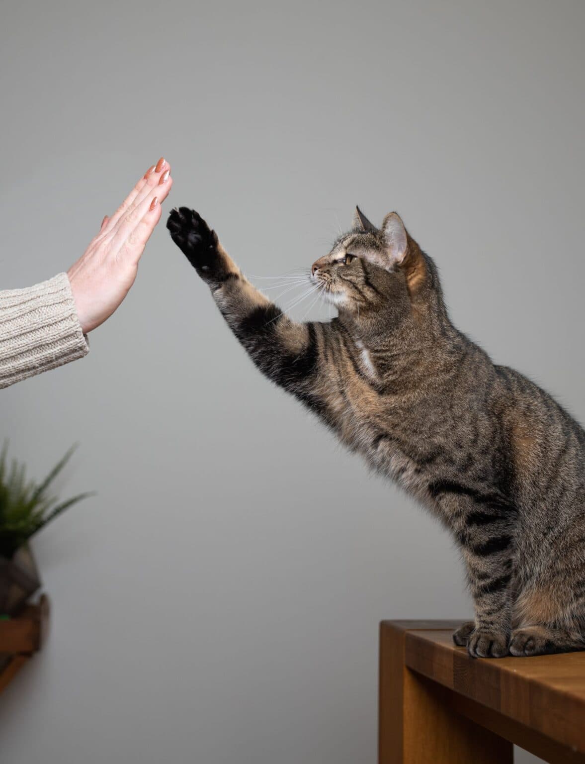 Cat Training: Fun and Easy Tricks to Teach Your Cat | Beverly Hills ...