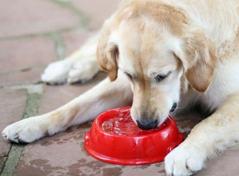 Recognizing and Preventing Water Intoxication in Dogs | Beverly Hills ...
