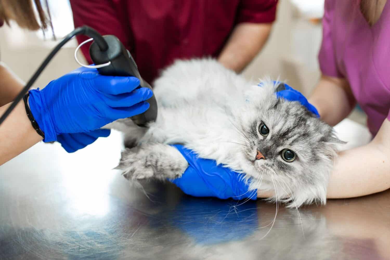 Should You Shave Your Cat? | Beverly Hills Veterinary Associates