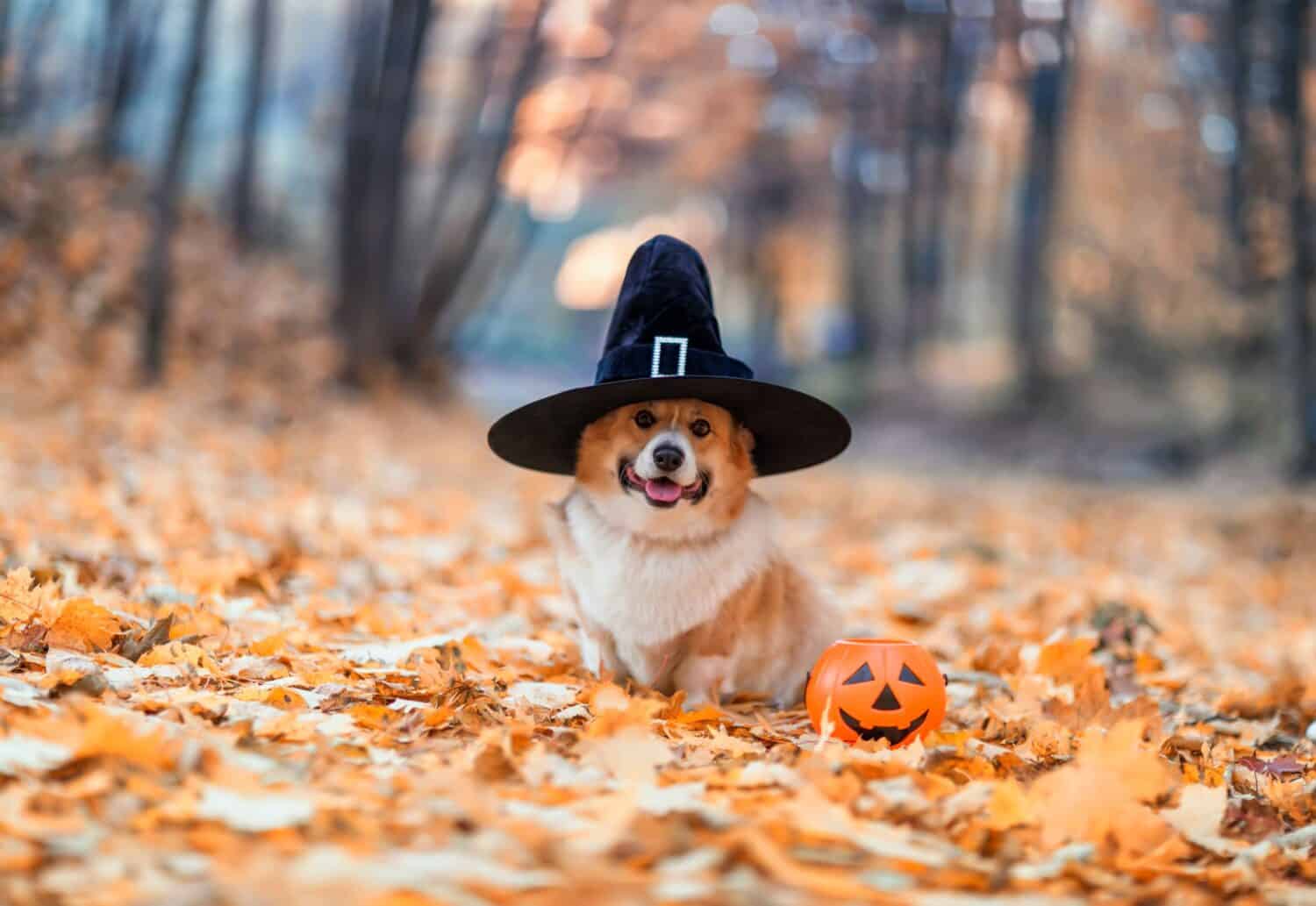 The Great Escape: Preventing Lost Pets During Halloween | Beverly Hills ...