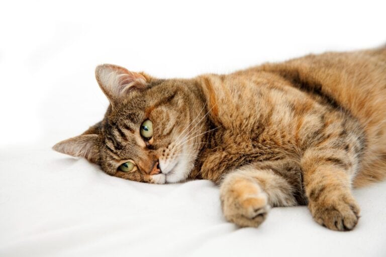 From Tabby to Tortoiseshell: Understanding Cat Coat Patterns | Beverly ...