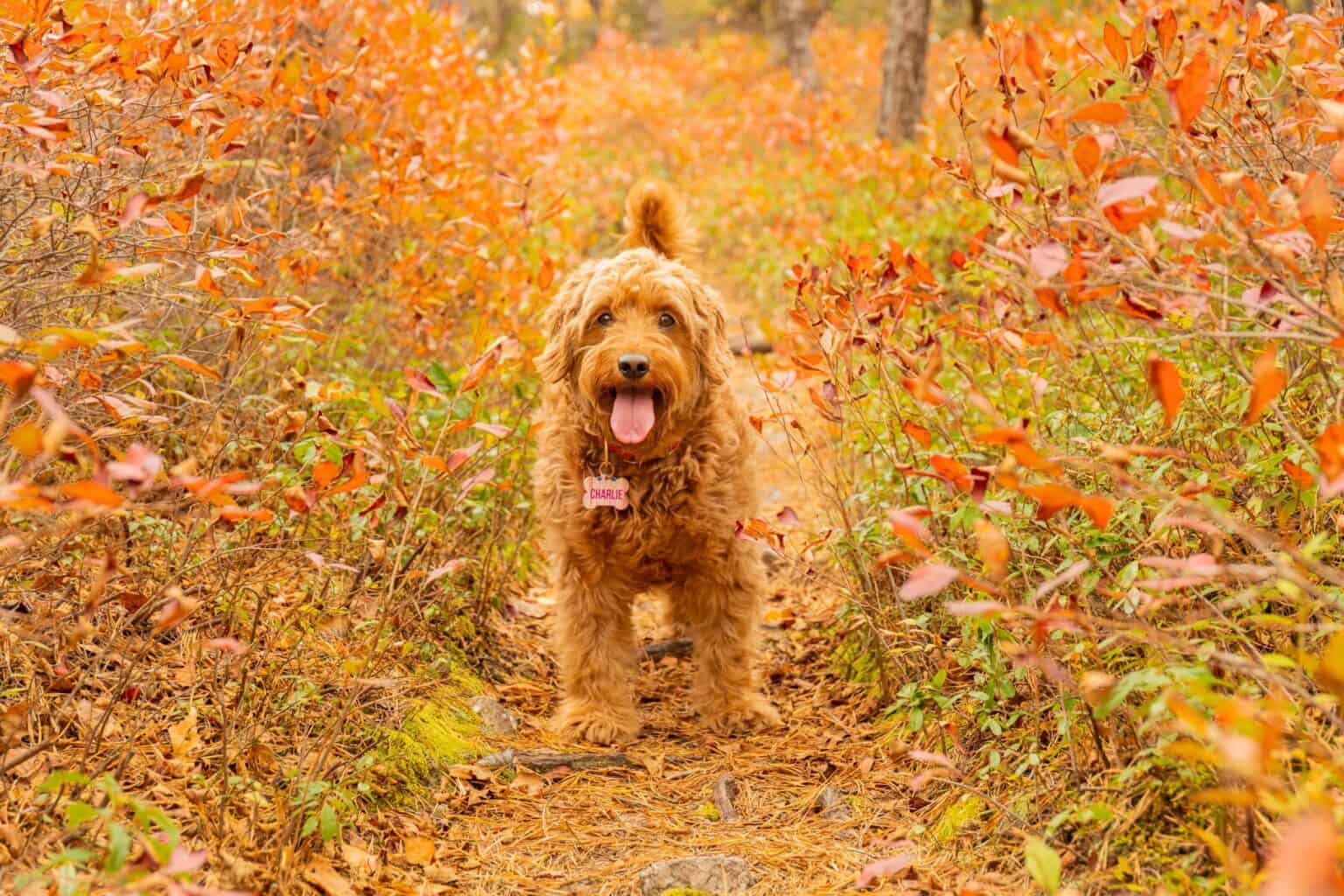 Seasonal Coat Changes | Beverly Hills Veterinary Associates