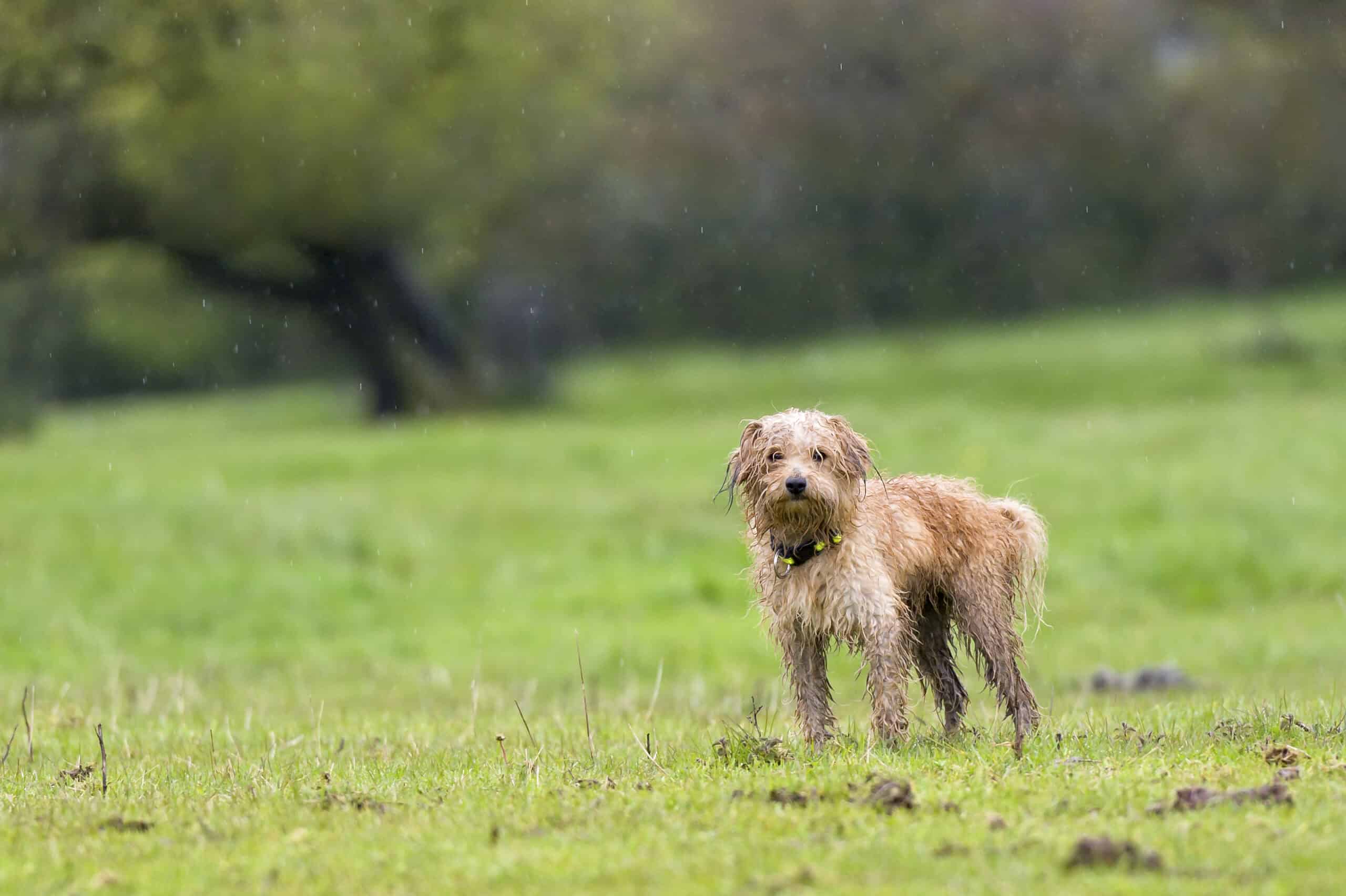 Why Muddy Paws Matter: The Hidden Benefits of Dirty Play for Pets ...