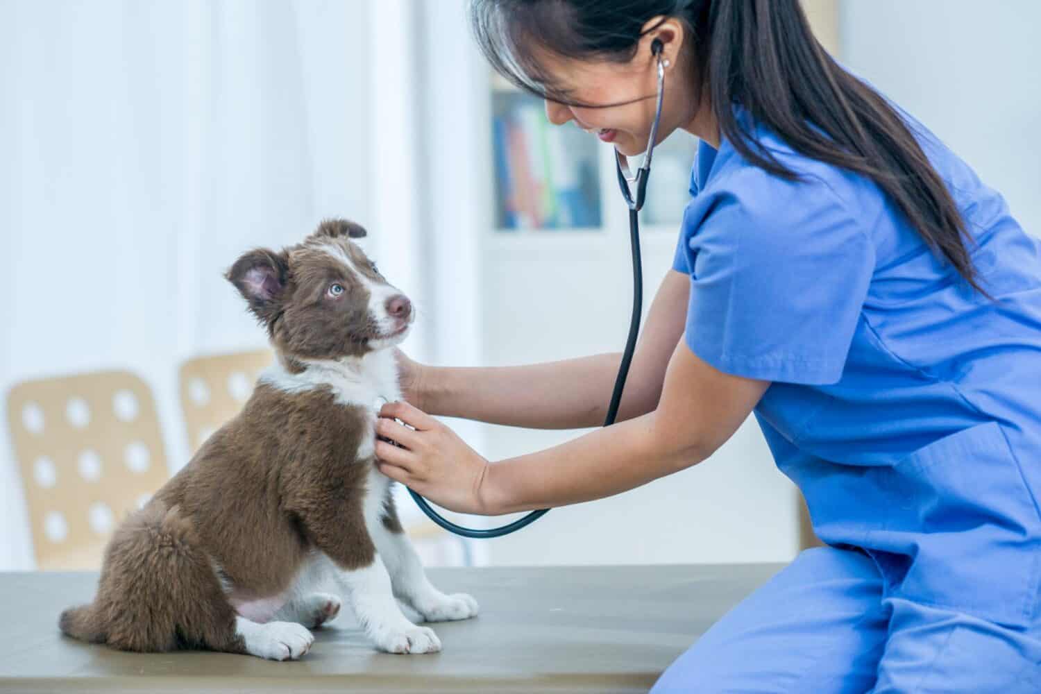Heart Health Month: How to Keep Your Pet’s Heart Beating Strong ...